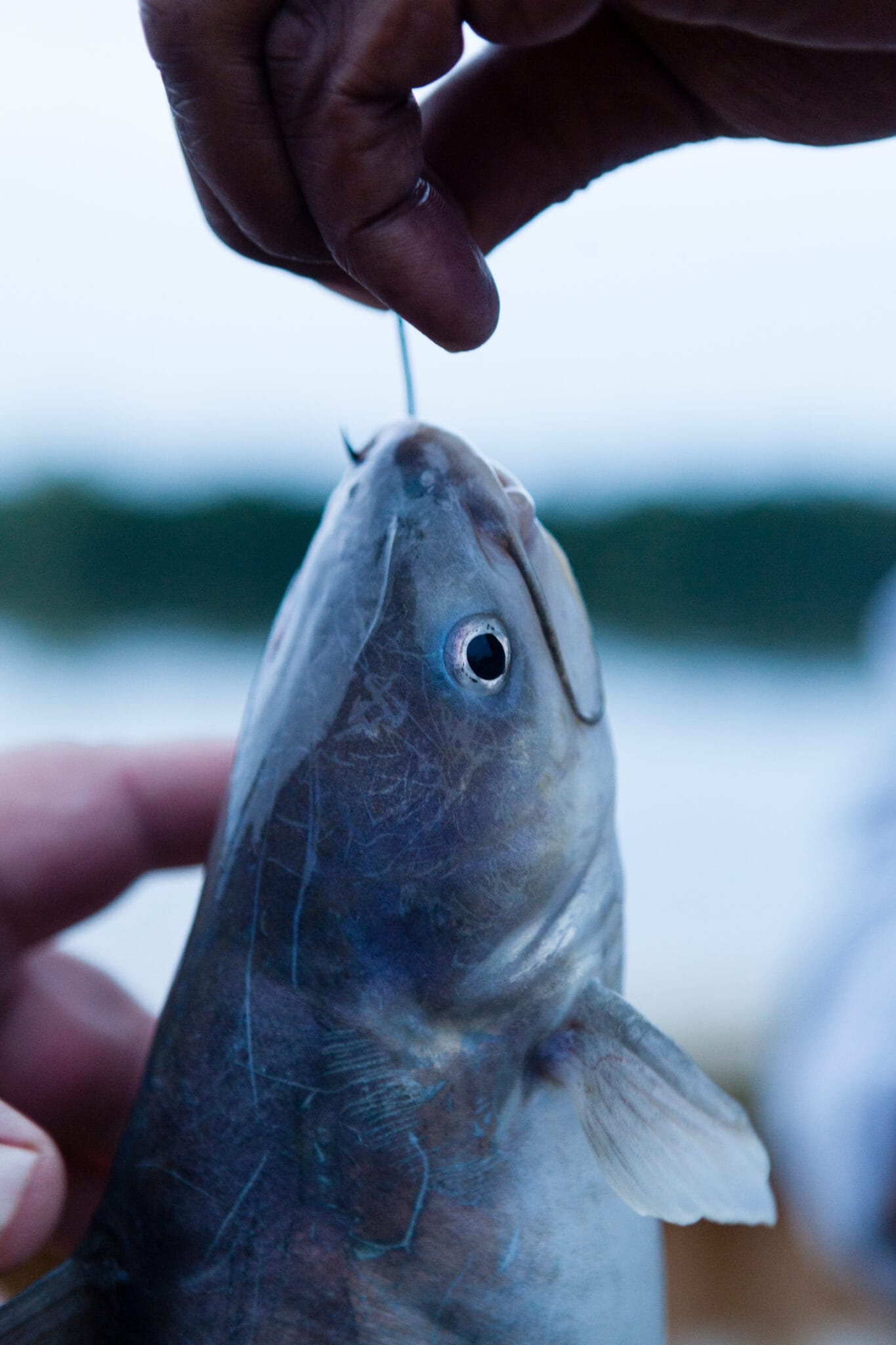Invasive Blue Catfish: Can We Eat Our Way Out of This Problem ...