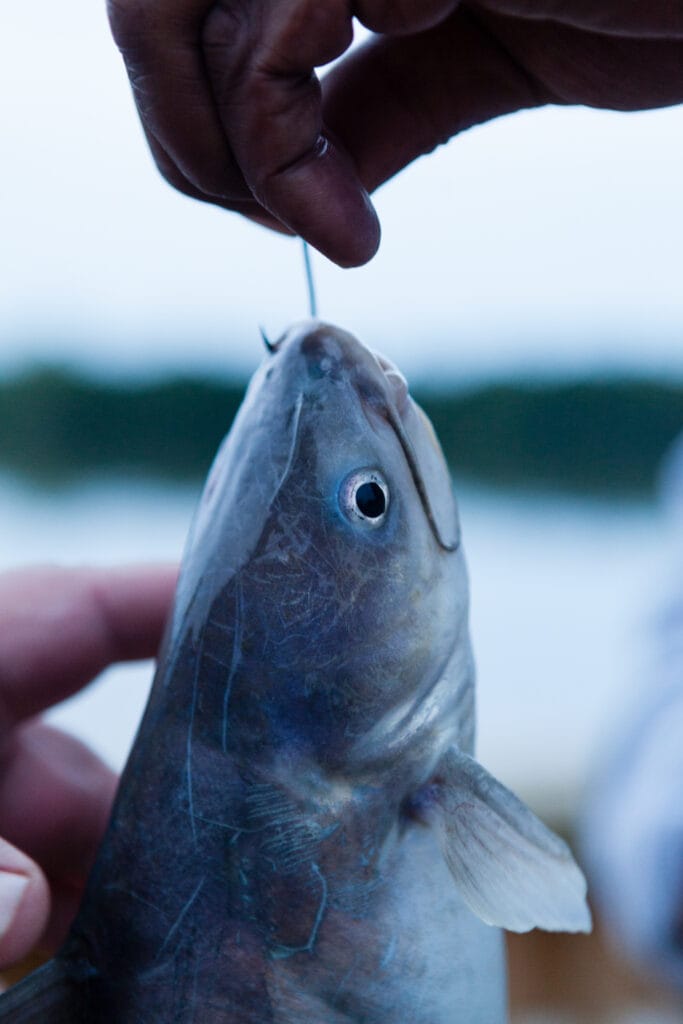 Invasive Blue Catfish: Can We Eat Our Way Out of This Problem ...